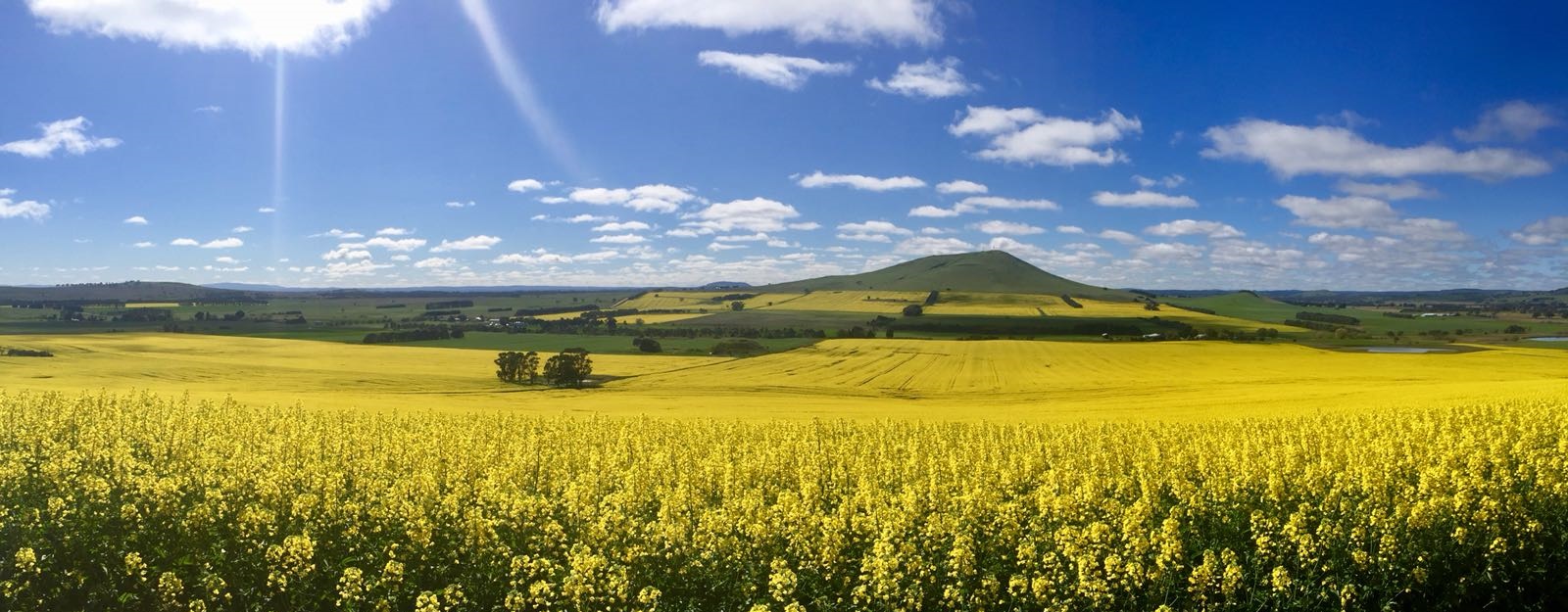 Canola - AGF Seeds